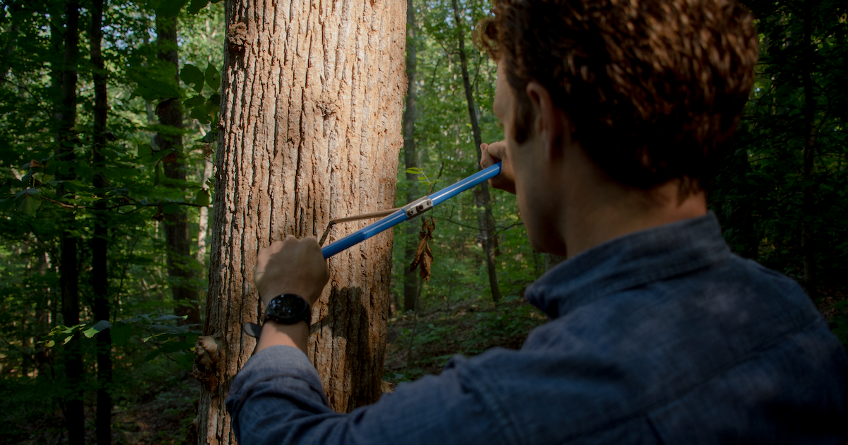 How do trees respond to climate change? — School of Data Science